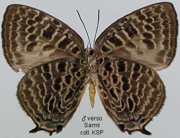 Papua Insects Foundation (Lepidoptera/Lycaenidae/Lycaeninae(Arhopala ...